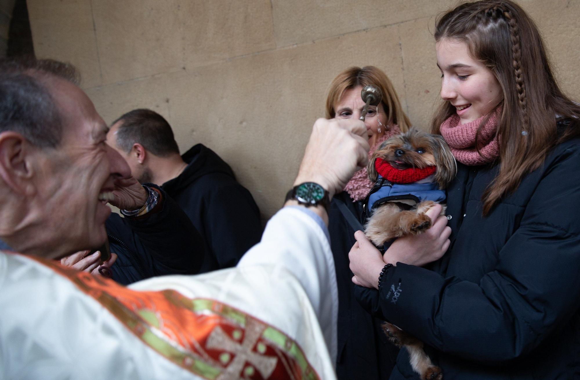 Fotos de la bendición de mascotas por San Antón en la plaza de San ...