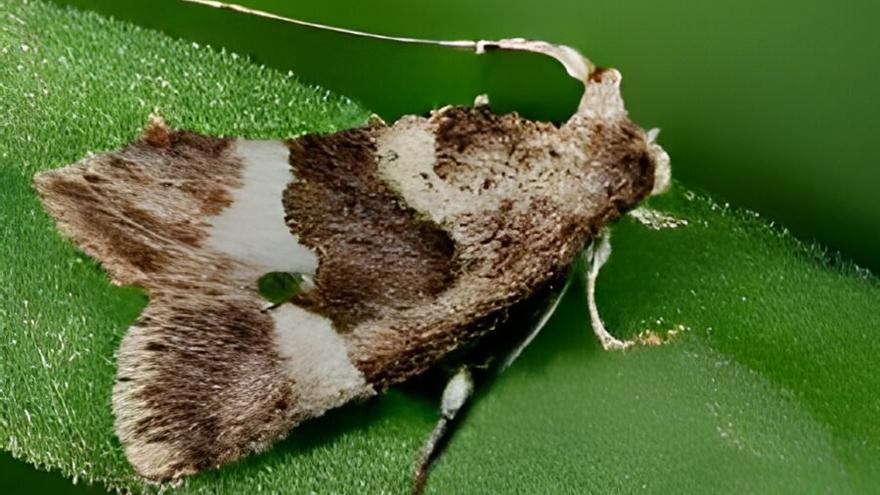 Se extiende la lucha contra la polilla del racimo en Rioja Alavesa