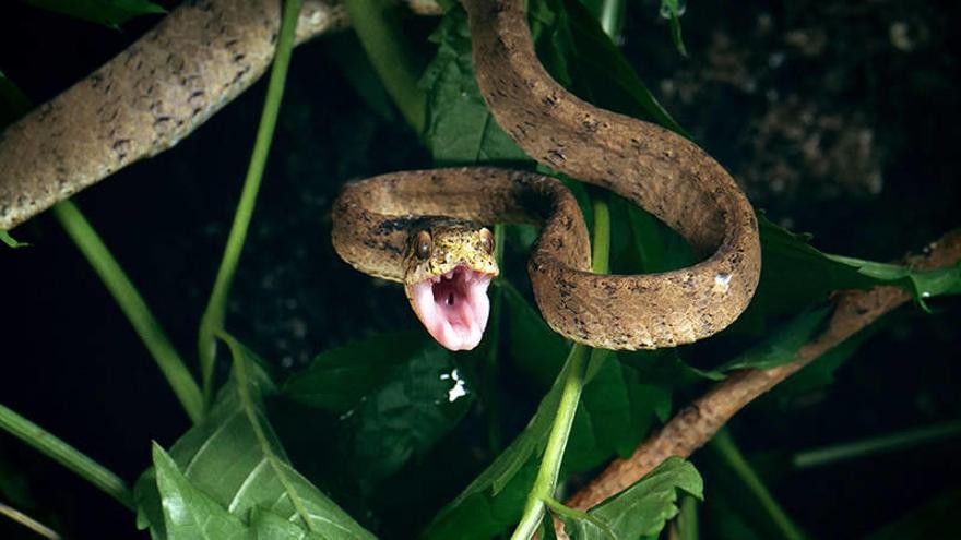 Las serpientes tienen su día especial: el martes 16