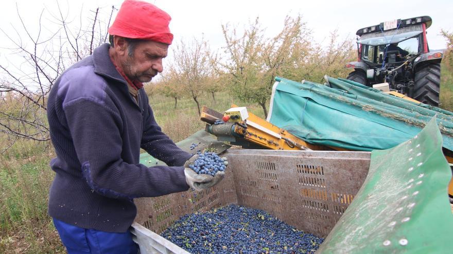 ¿Dónde ir a buscar endrinas y cómo hacer el mejor patxaran?