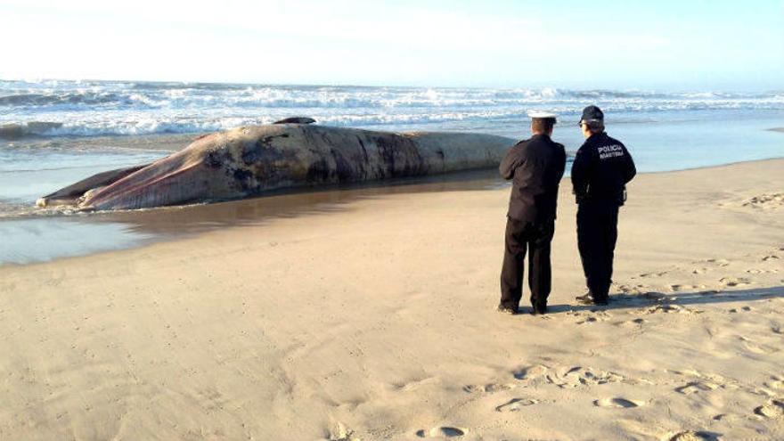 Aparece una ballena muerta de 18,5 metros en una playa de Mira