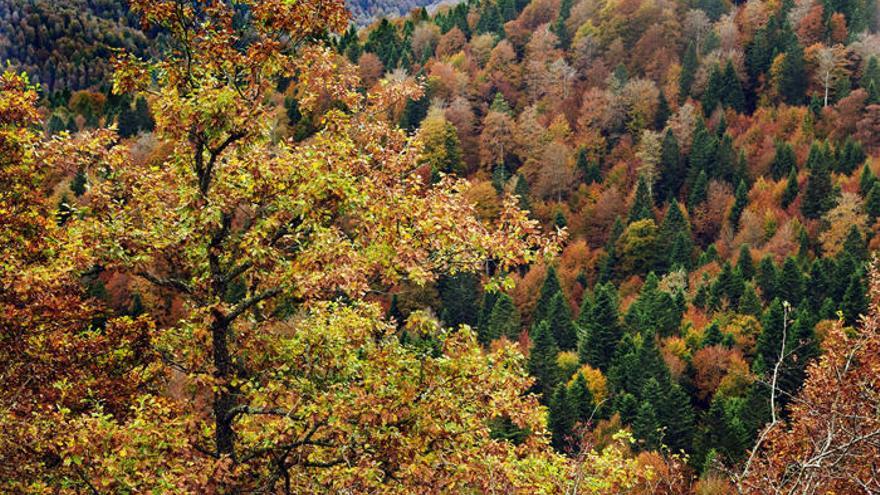 China construye la primera ciudad-bosque de todo el mundo