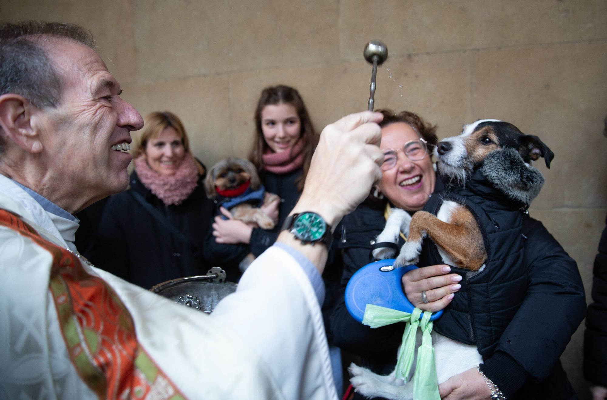 Fotos de la bendición de mascotas por San Antón en la plaza de San ...