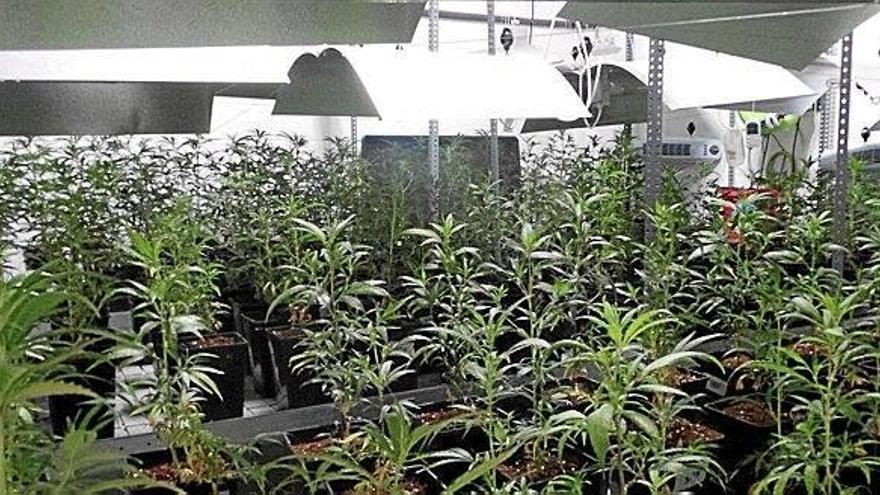 Disparos para proteger la marihuana