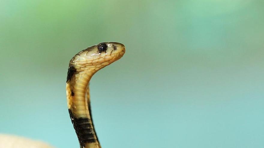 Va al baño de su casa y se encuentra una serpiente dentro del inodoro