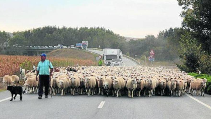 Las ovejas también circulan por la carretera N-113