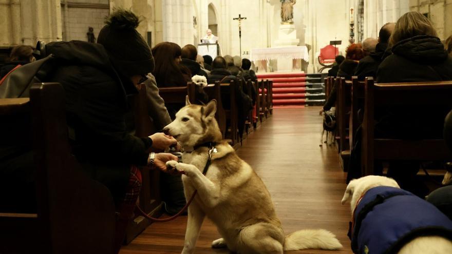 Vitoria celebrá San Antón pese al chaparrón
