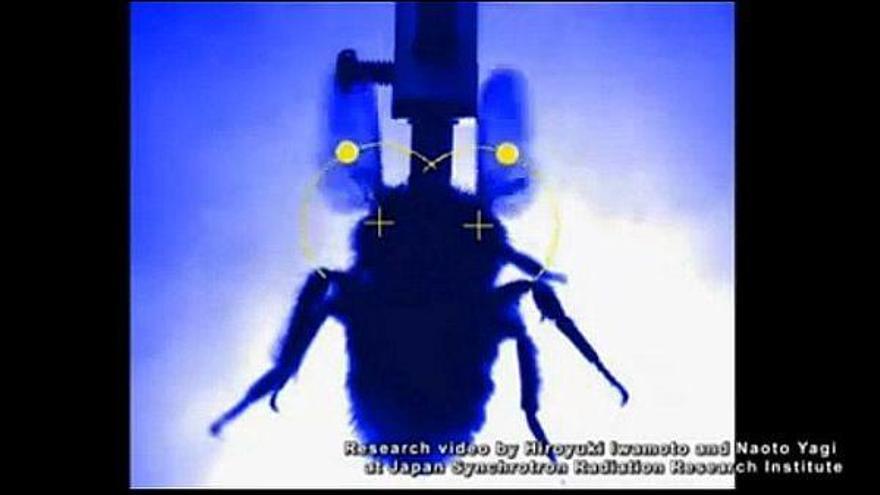 Un vídeo revela los músculos que controlan el aleteo de una mosca