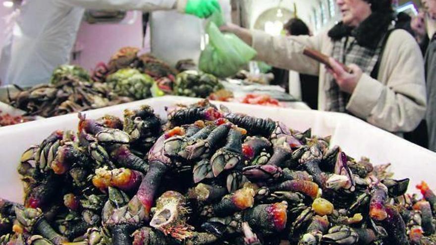 Decomisados en Iurreta 90 kilos de percebe