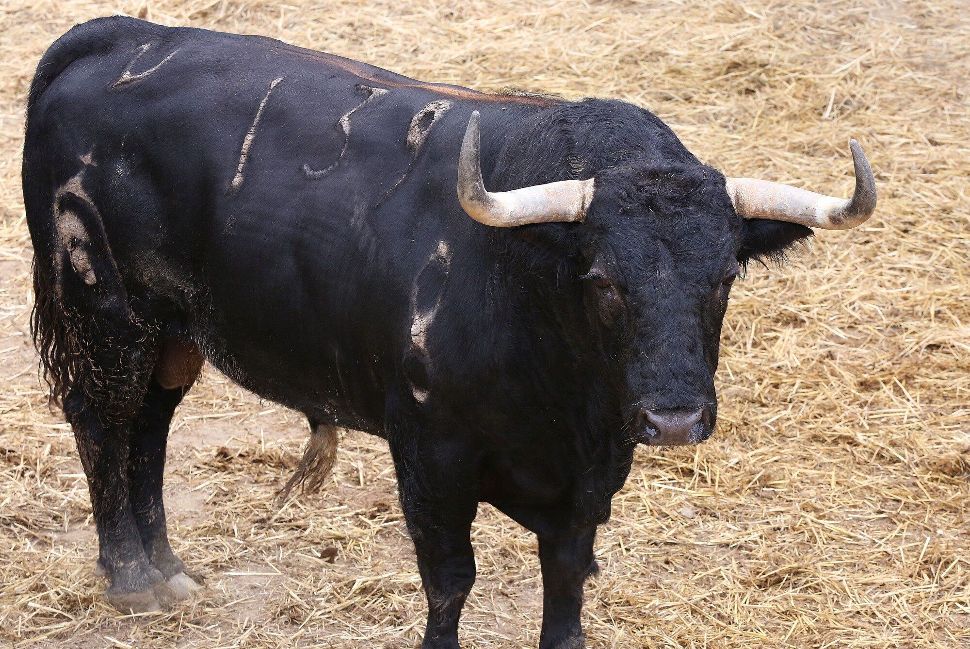 Los Toros de Fuente Ymbro del día 10