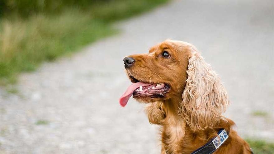 Perros fluorescentes para curar enfermedades