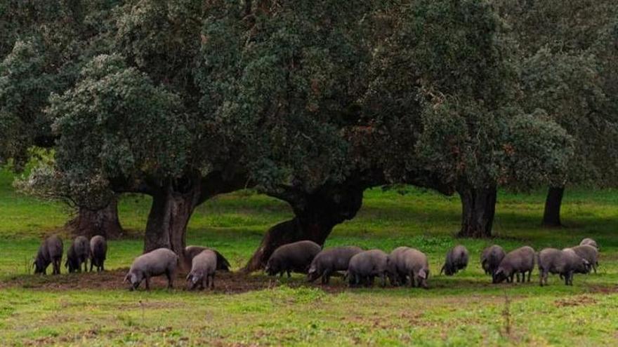 Cerdo ibérico de la dehesa de Extremadura, el atleta del sabor