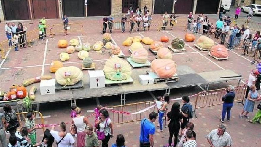 Una calabaza de 314 kilos gana el concurso de Valtierra
