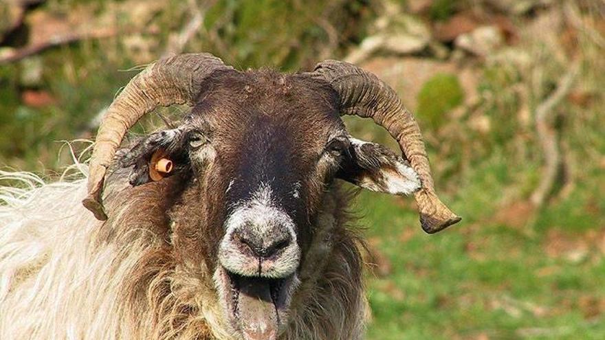 La Feria de Primavera premia a los mejores carneros