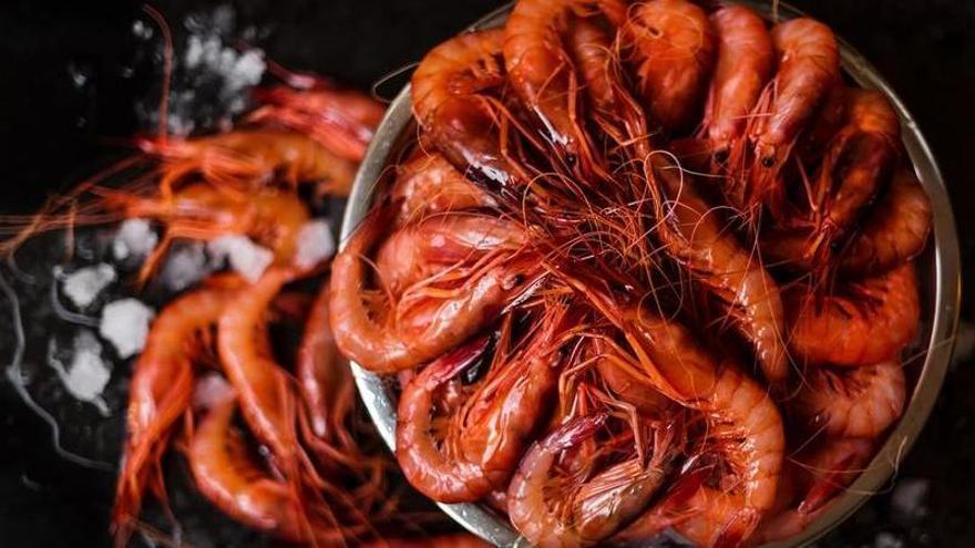 Gamba roja de Palamós, la explosión carmesí de sabor mediterráneo