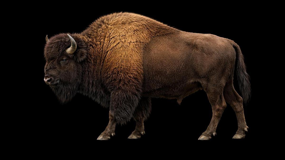 Un bisonte de 850 kilos y 4.000 años: así recrea la IA los restos ...