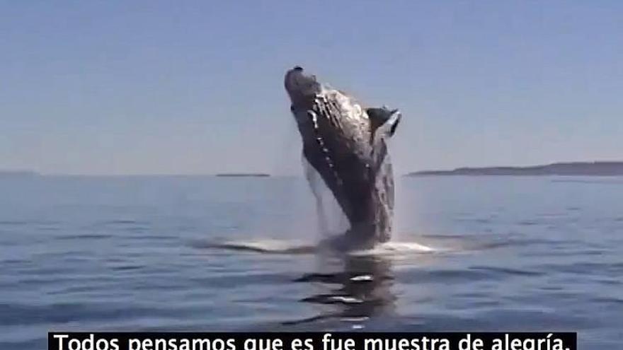 Increíble reacción de una ballena tras ser liberada